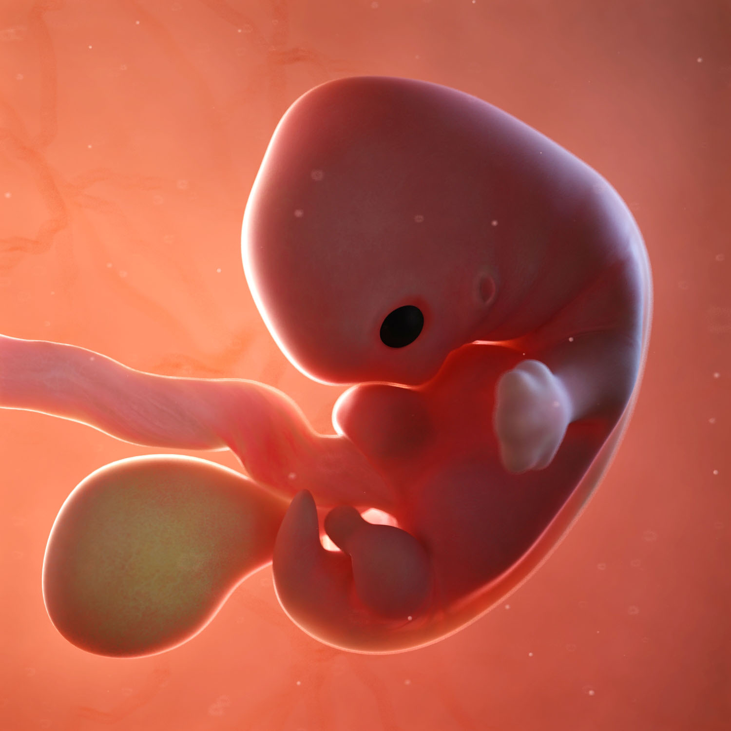 Free 3D fetus 37 development - TurboSquid 1329462