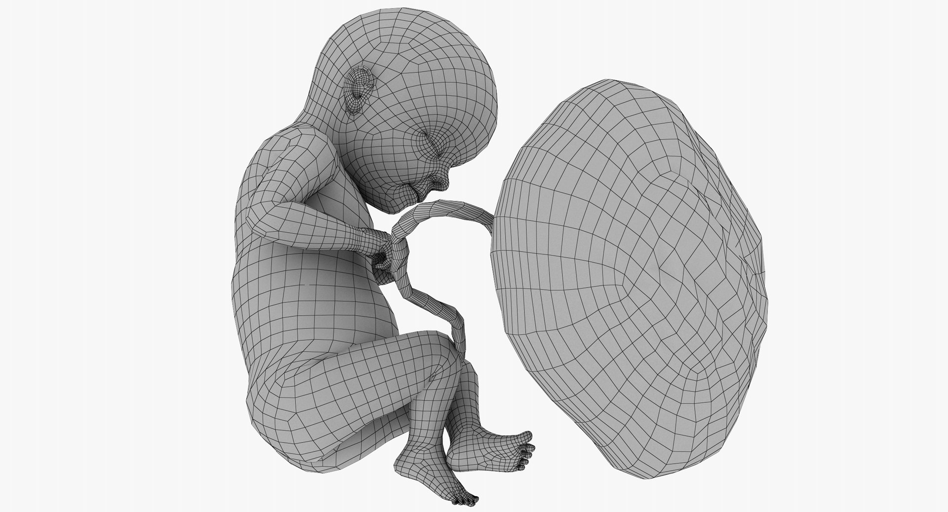3D Model Fetus Week 29 - TurboSquid 1224231