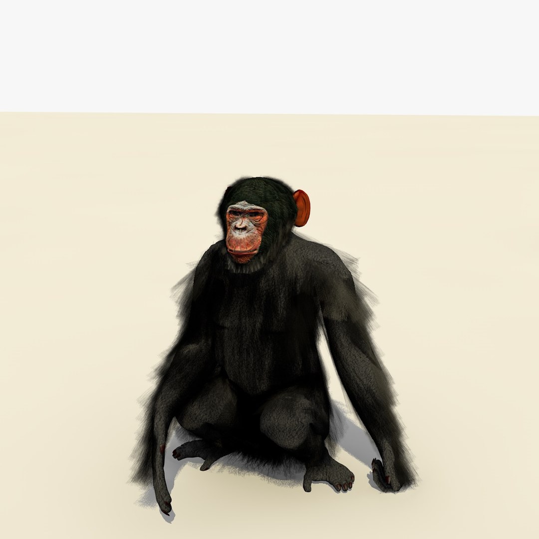 rigged chimpanzee animations chimp 3d model