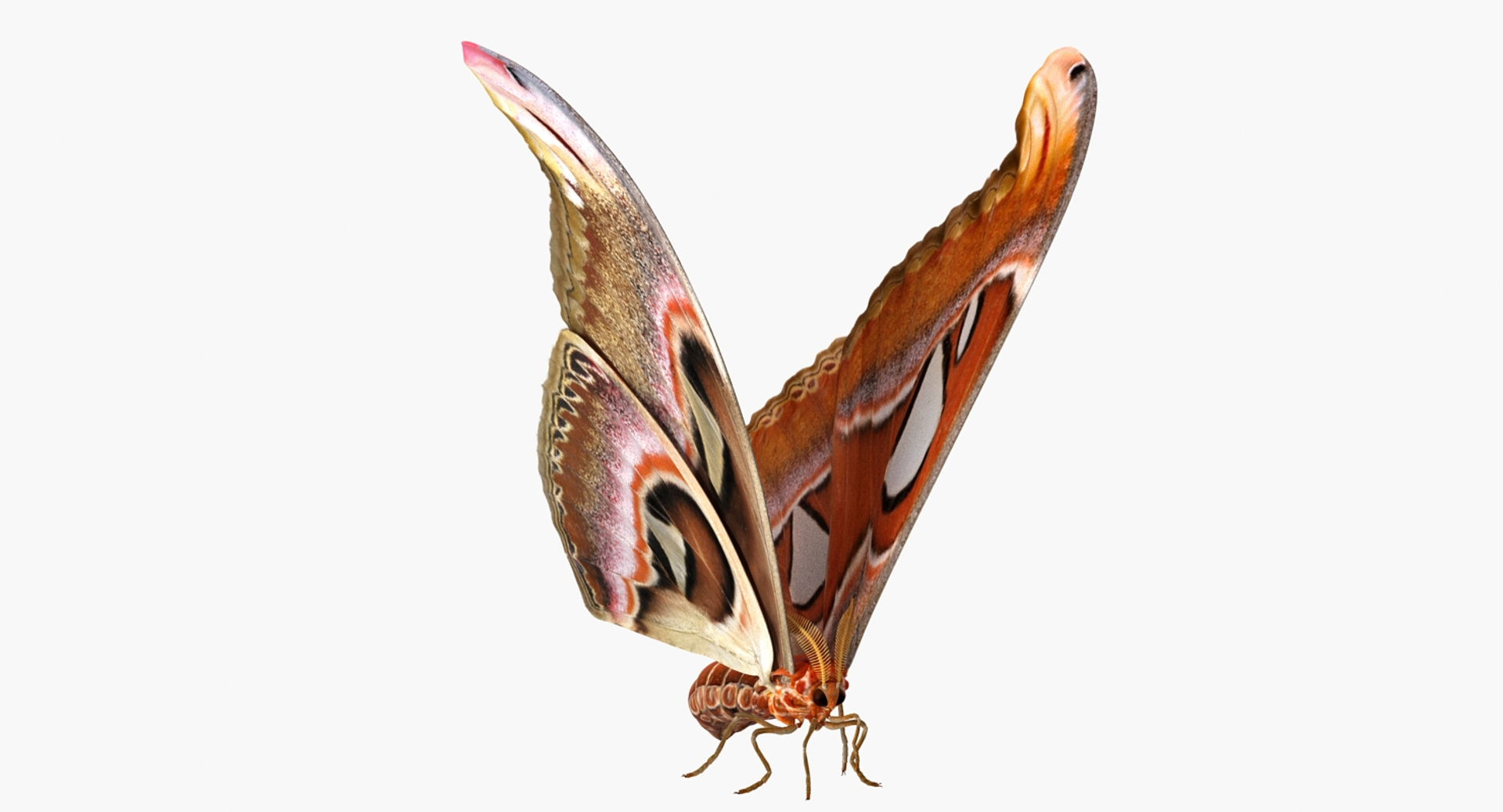 3D Large Atlas Moth Model - TurboSquid 1192482