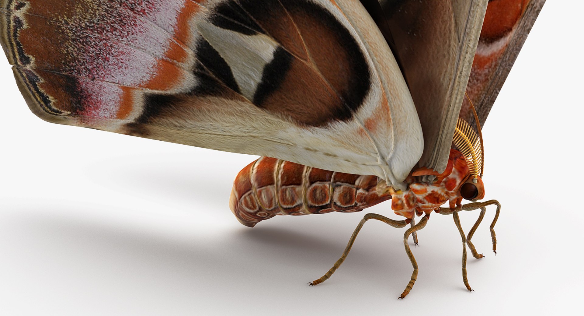 3D Large Atlas Moth Model - TurboSquid 1192482