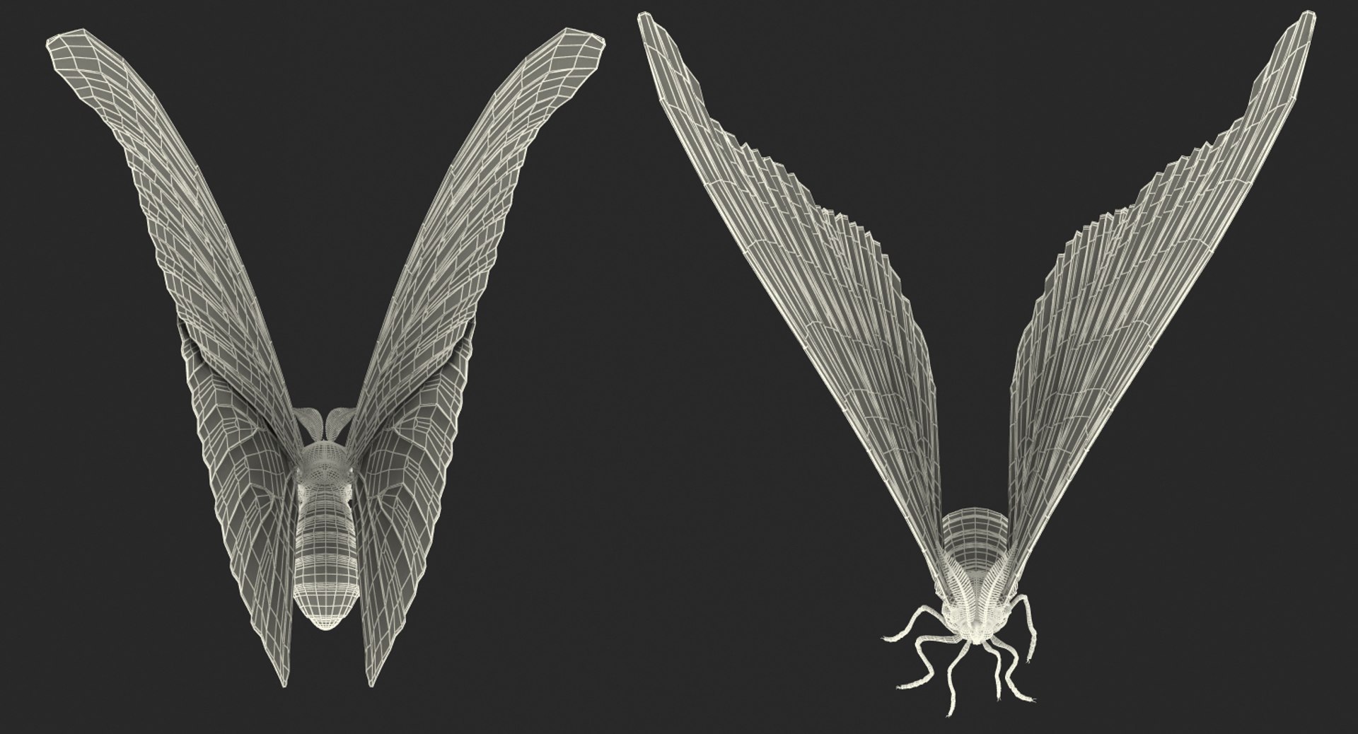 3D Large Atlas Moth Model - TurboSquid 1192482