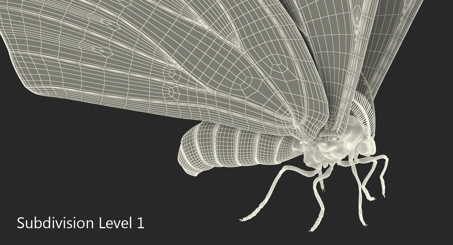 3D Large Atlas Moth Model - TurboSquid 1192482
