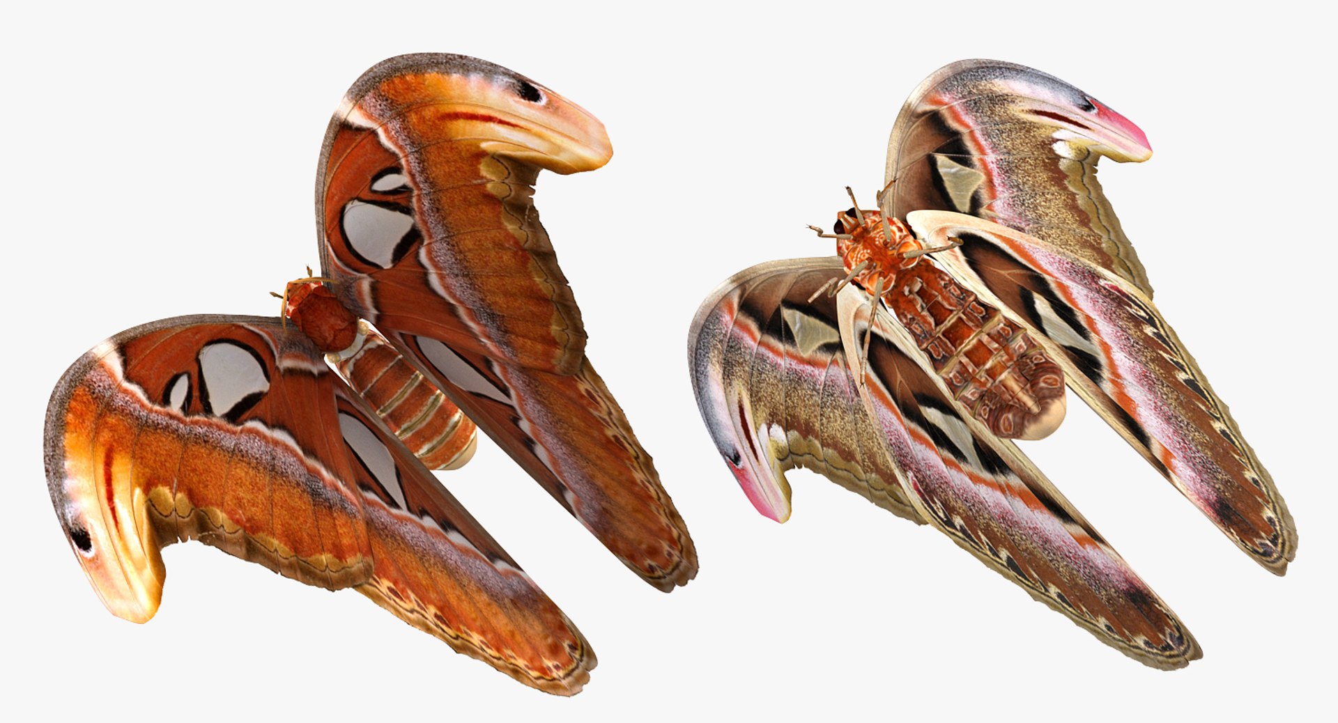 3D Large Atlas Moth Model - TurboSquid 1192482