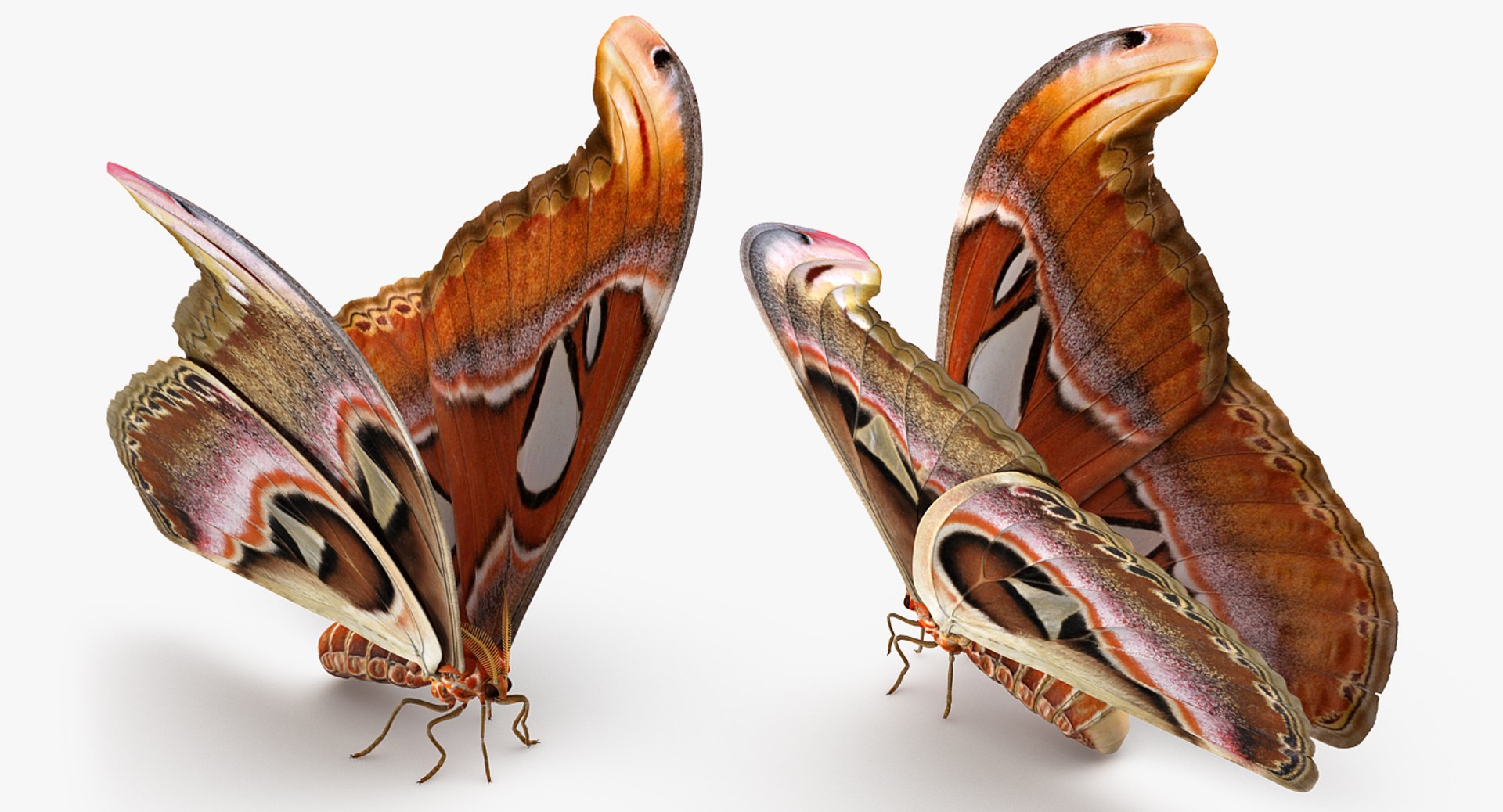 3D Large Atlas Moth Model - TurboSquid 1192482
