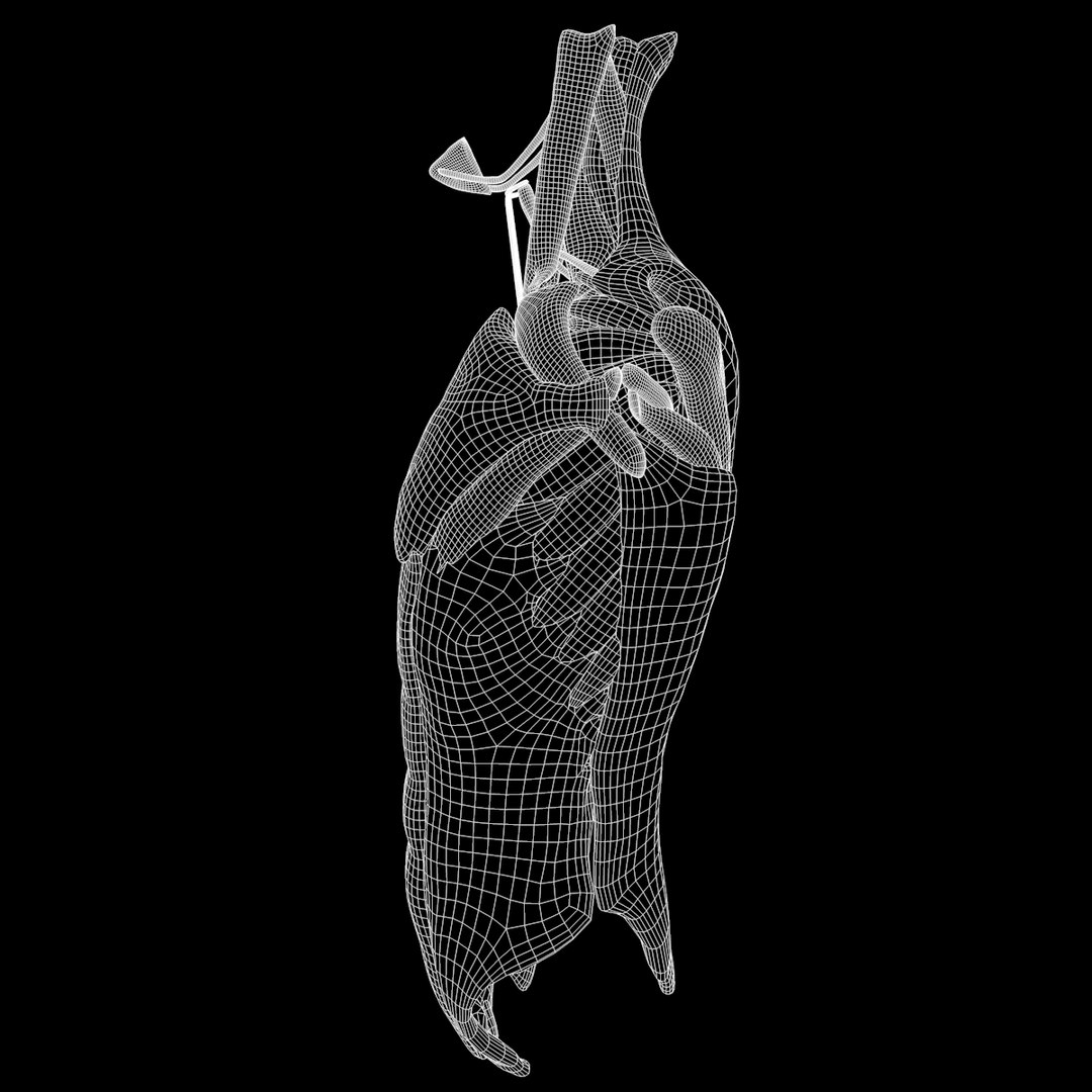 3D Torso Muscle Anatomy - TurboSquid 1398499