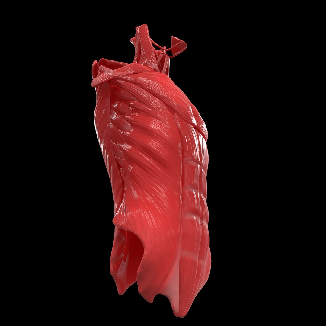 3D Torso Muscle Anatomy - TurboSquid 1398499