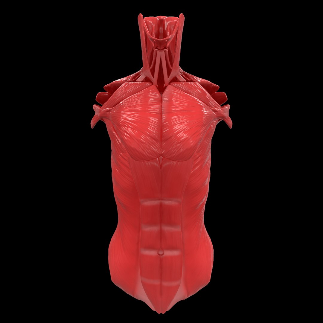 3D Torso Muscle Anatomy - TurboSquid 1398499