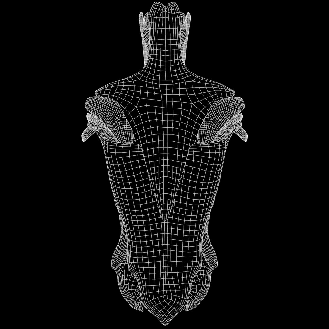 3D Torso Muscle Anatomy - TurboSquid 1398499