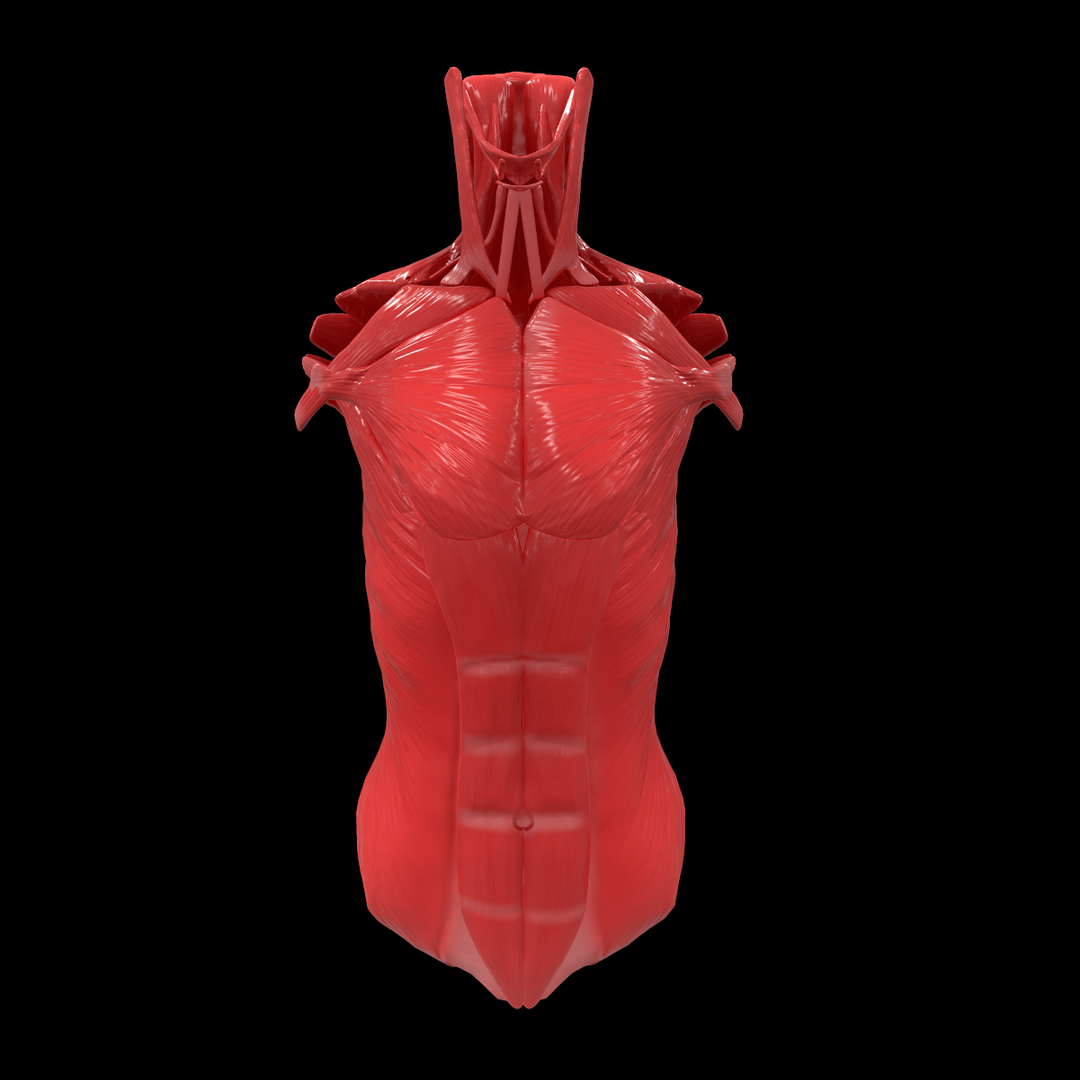 3D Torso Muscle Anatomy - TurboSquid 1398499