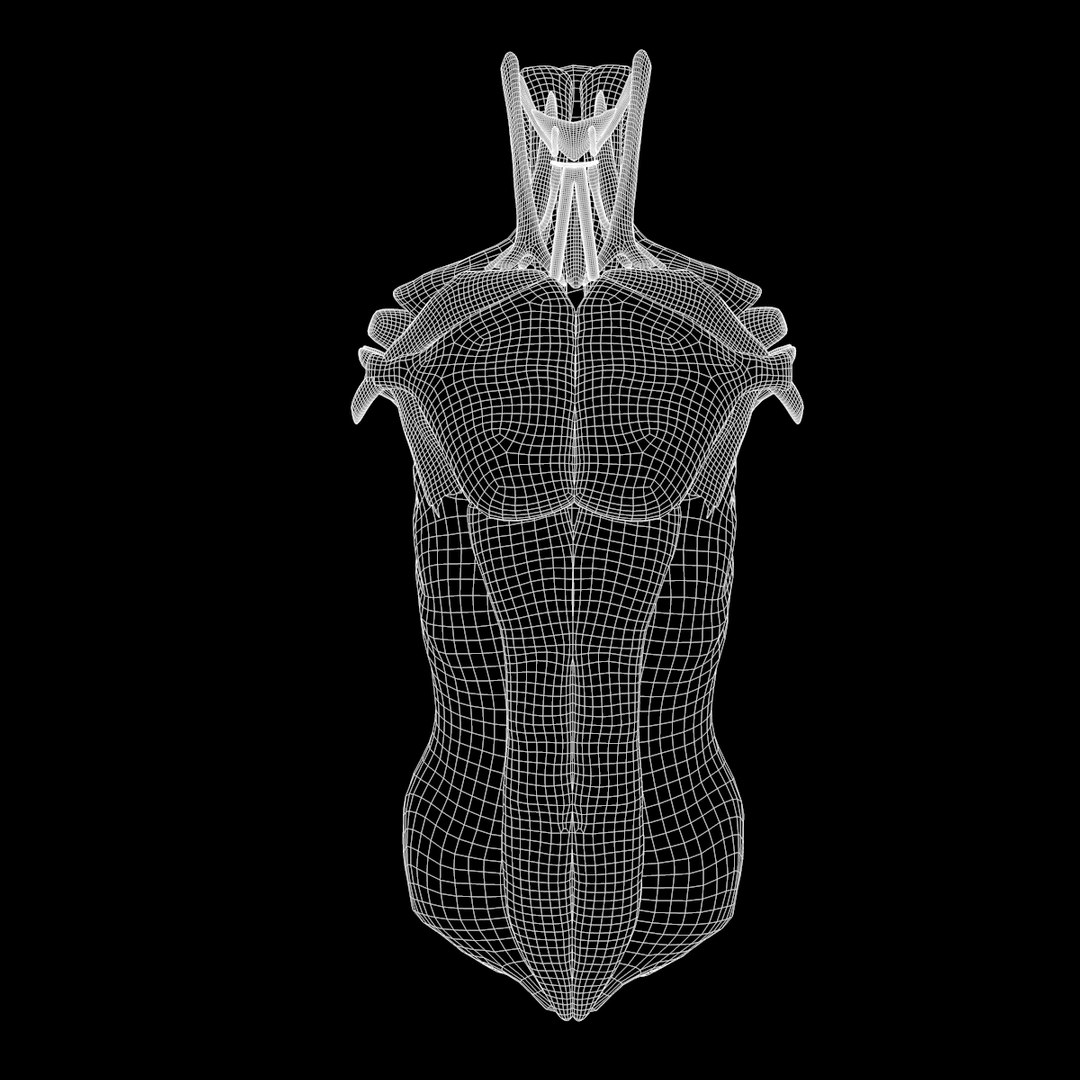 3D Torso Muscle Anatomy - TurboSquid 1398499