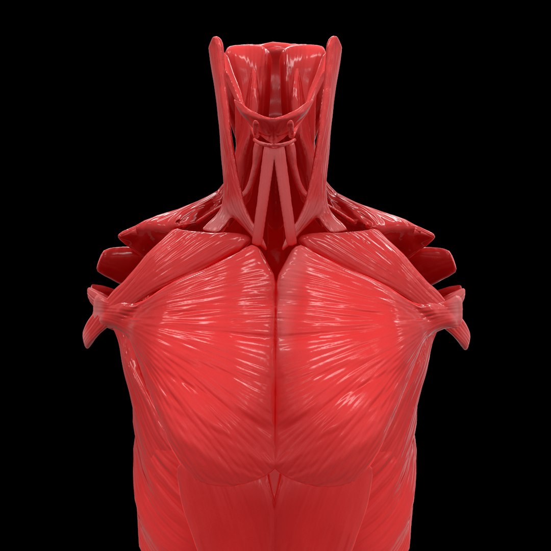 3D Torso Muscle Anatomy - TurboSquid 1398499