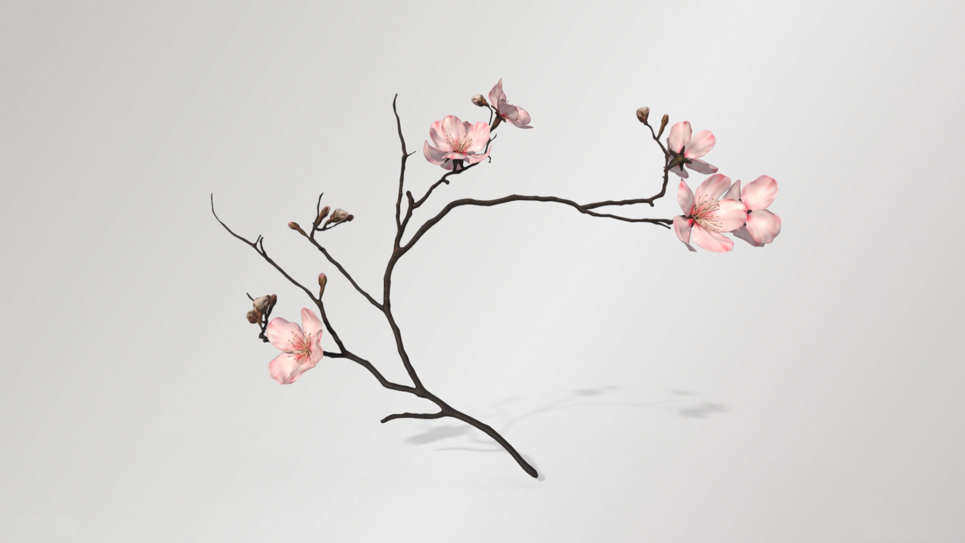 Sakura Branch 3D Model - TurboSquid 2262591