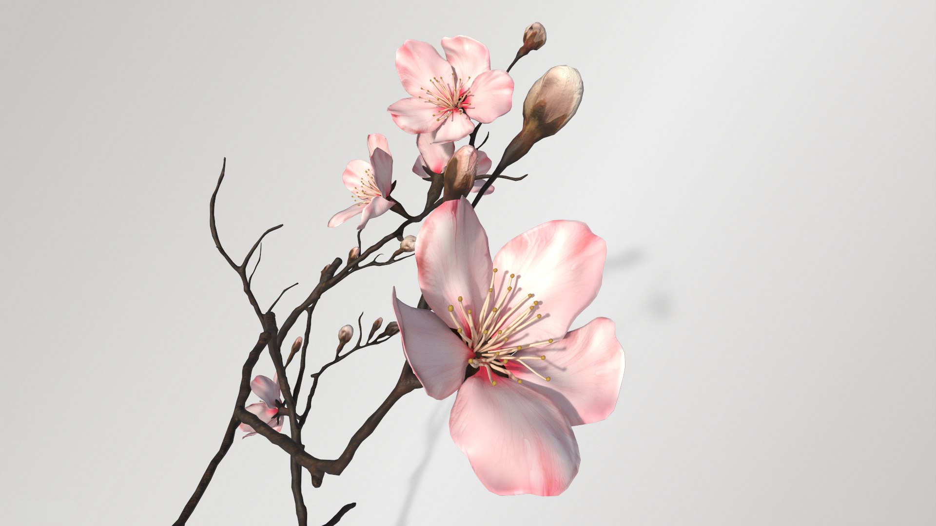 Sakura Branch 3D Model - TurboSquid 2262591
