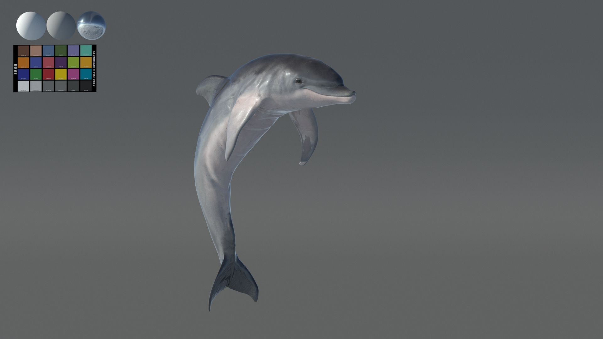 Dolphin Rigged Model - TurboSquid 1773195