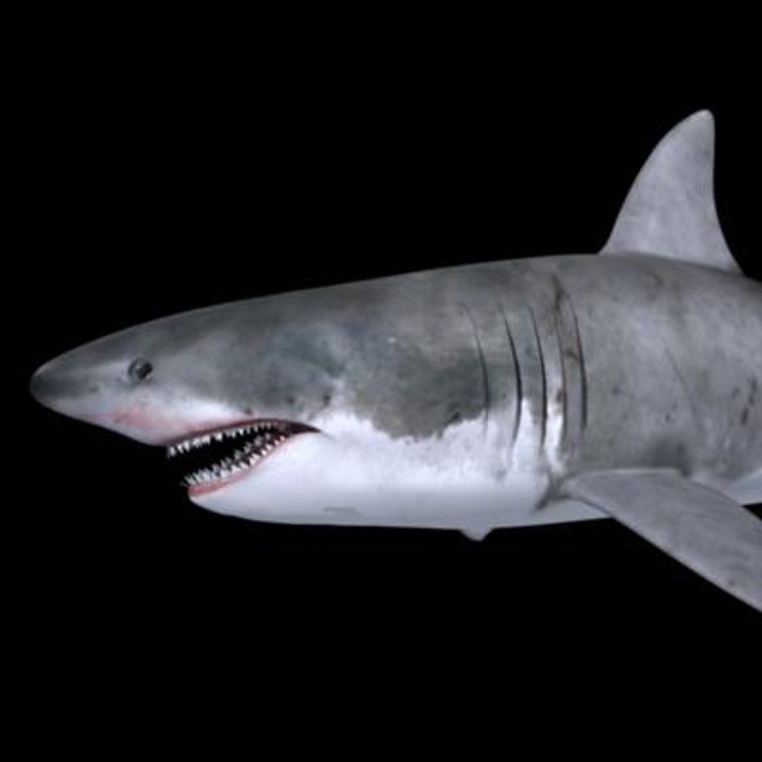 3d Model Shark Animation