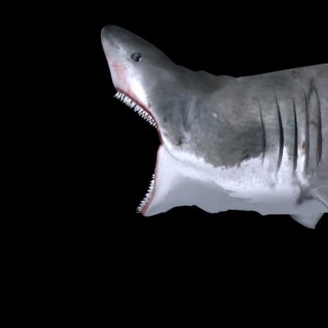 3d Model Shark Animation