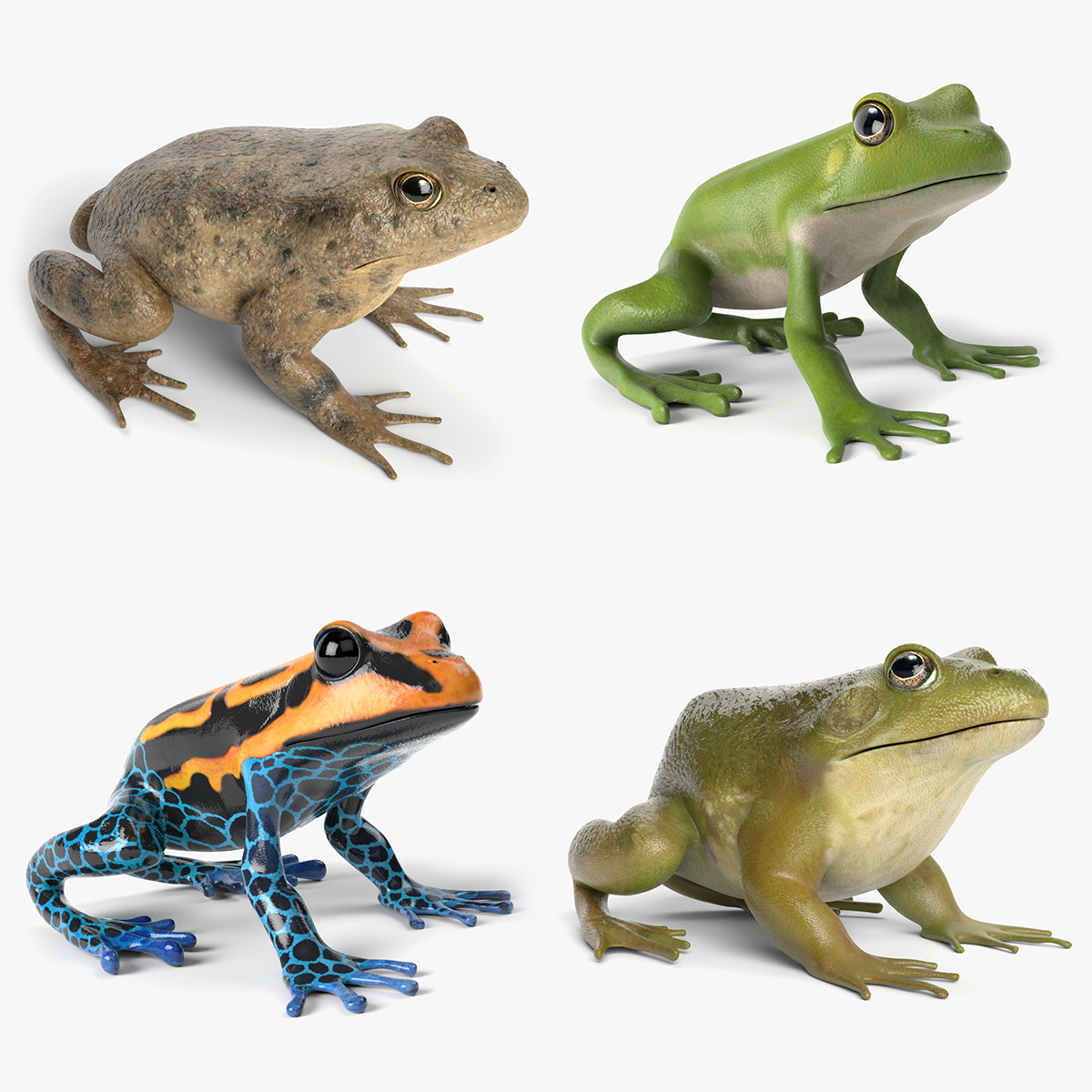 modelo 3d Colección de ranas animadas - TurboSquid 2229549