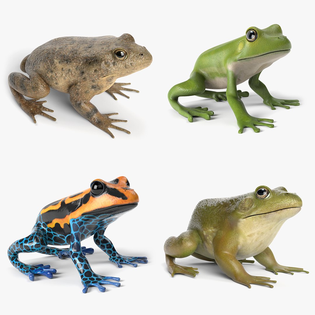 3D Animated Frog Collection - TurboSquid 2229549