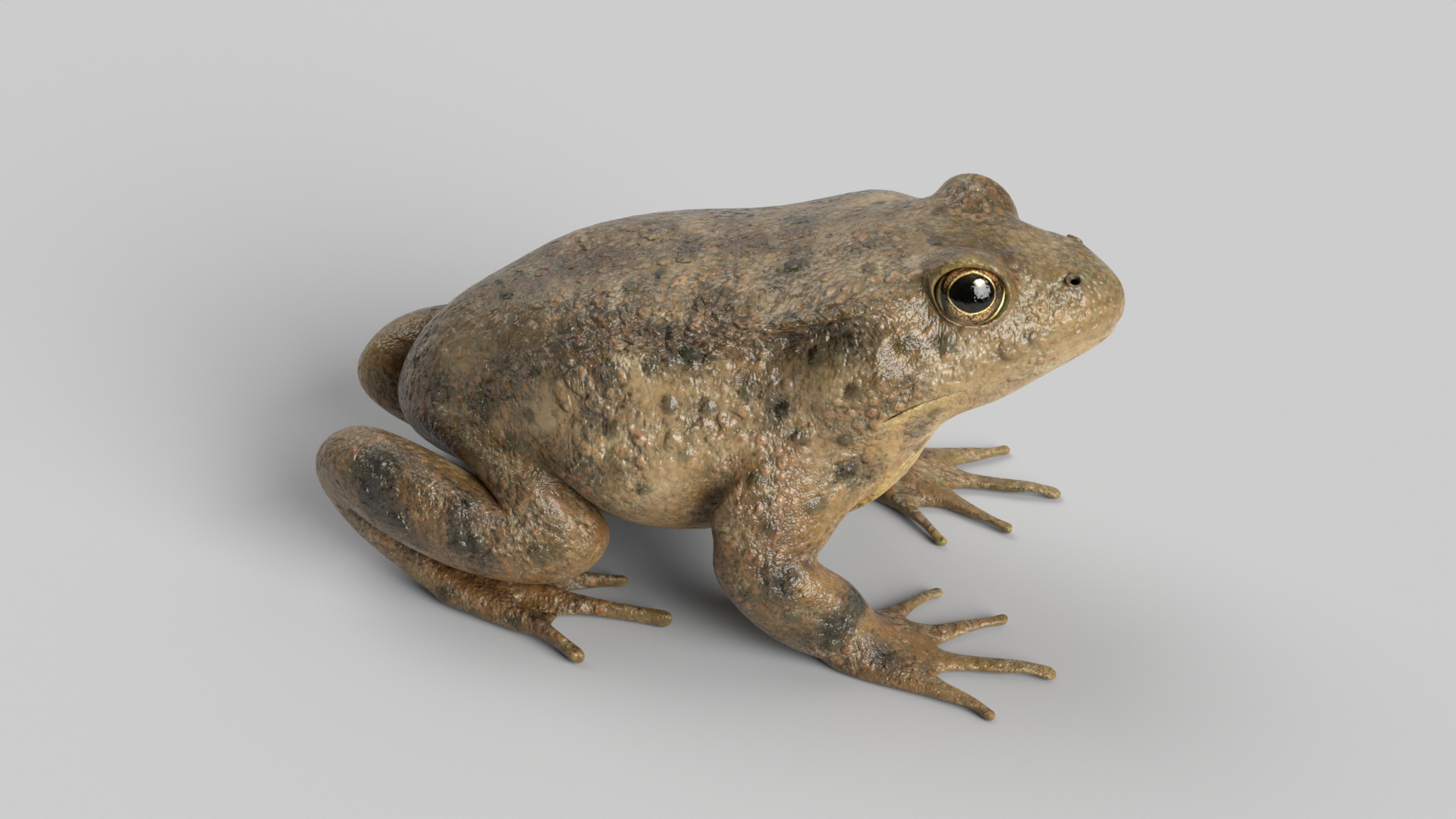 3D Animated Frog Collection - TurboSquid 2229549