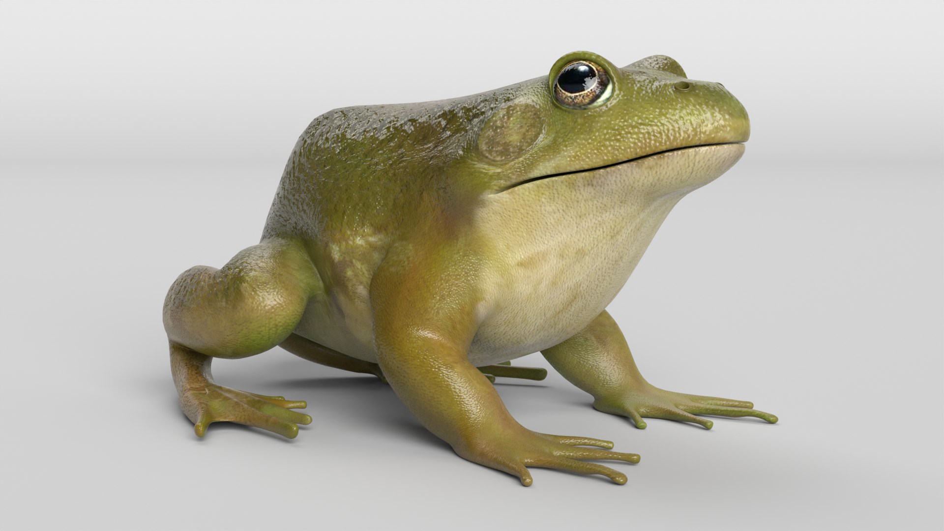 3D Animated Frog Collection - TurboSquid 2229549
