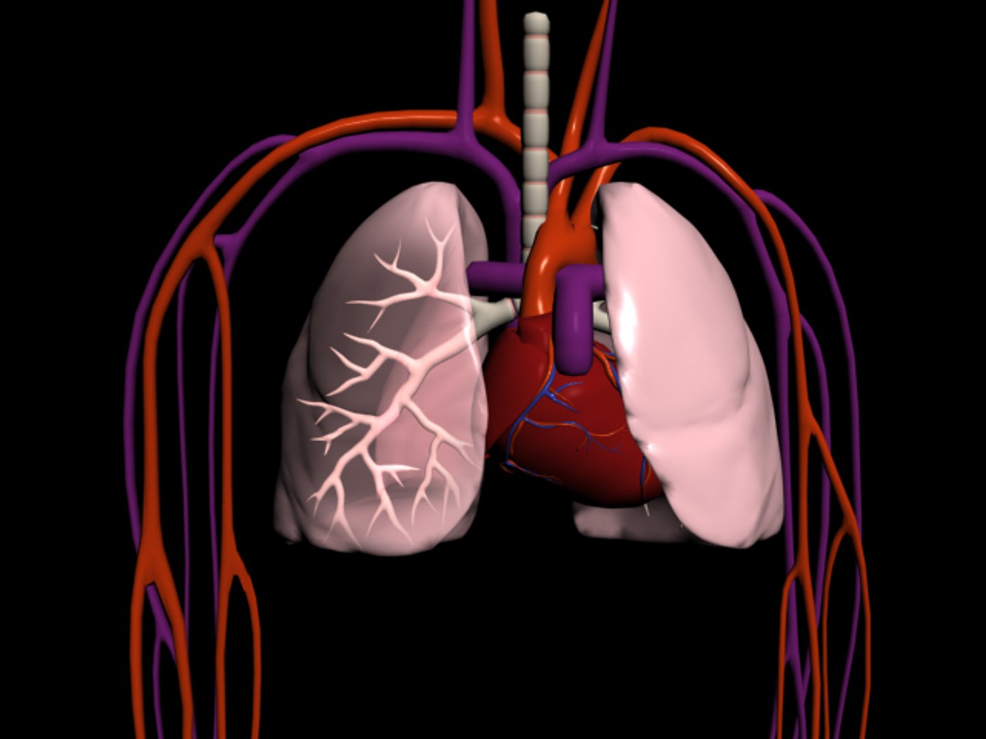 Lungs Heart 3d Model