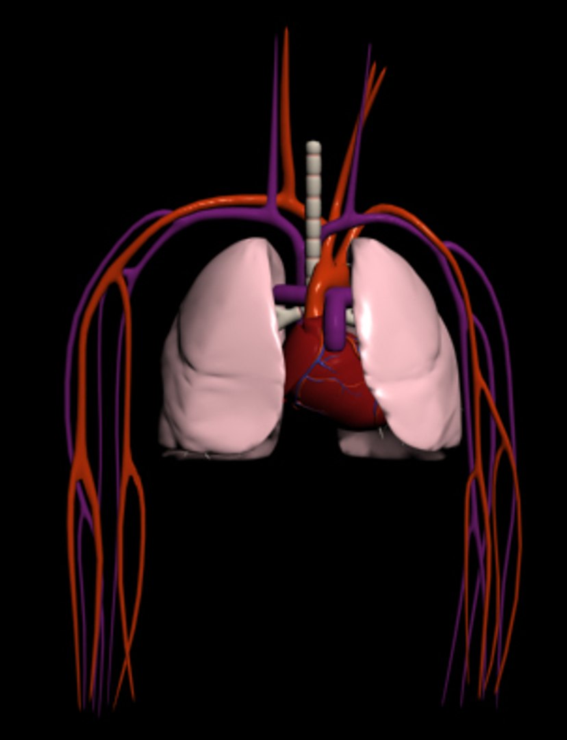 Lungs Heart 3d Model