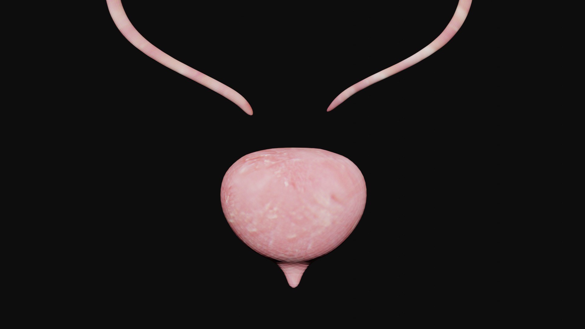 3D Urinary Bladder - TurboSquid 1750251