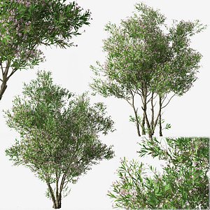 3D Oleander Models - Browse & Download Formats - TurboSquid