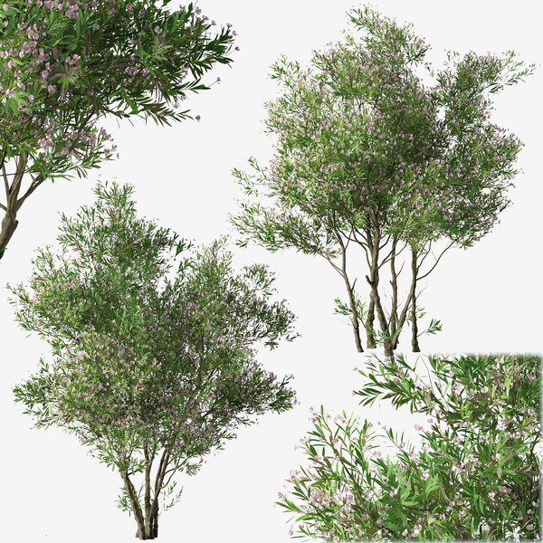 3D Oleander Models | TurboSquid
