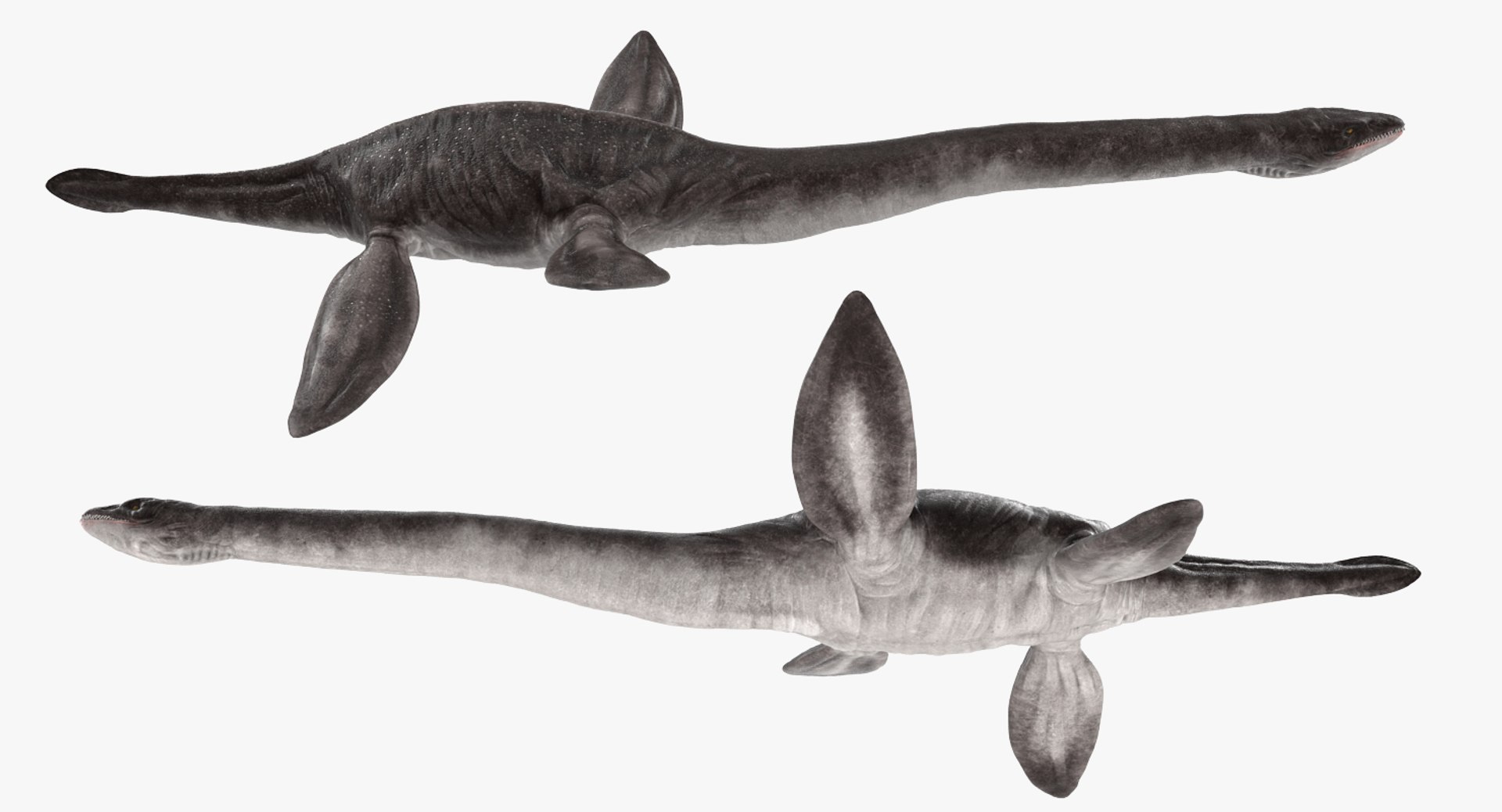 Dinosaur Plesiosauria Swimming Pose 3d Model