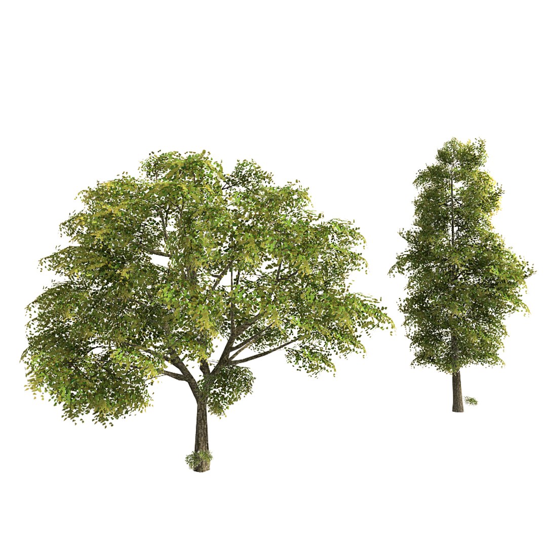 3d ash trees model