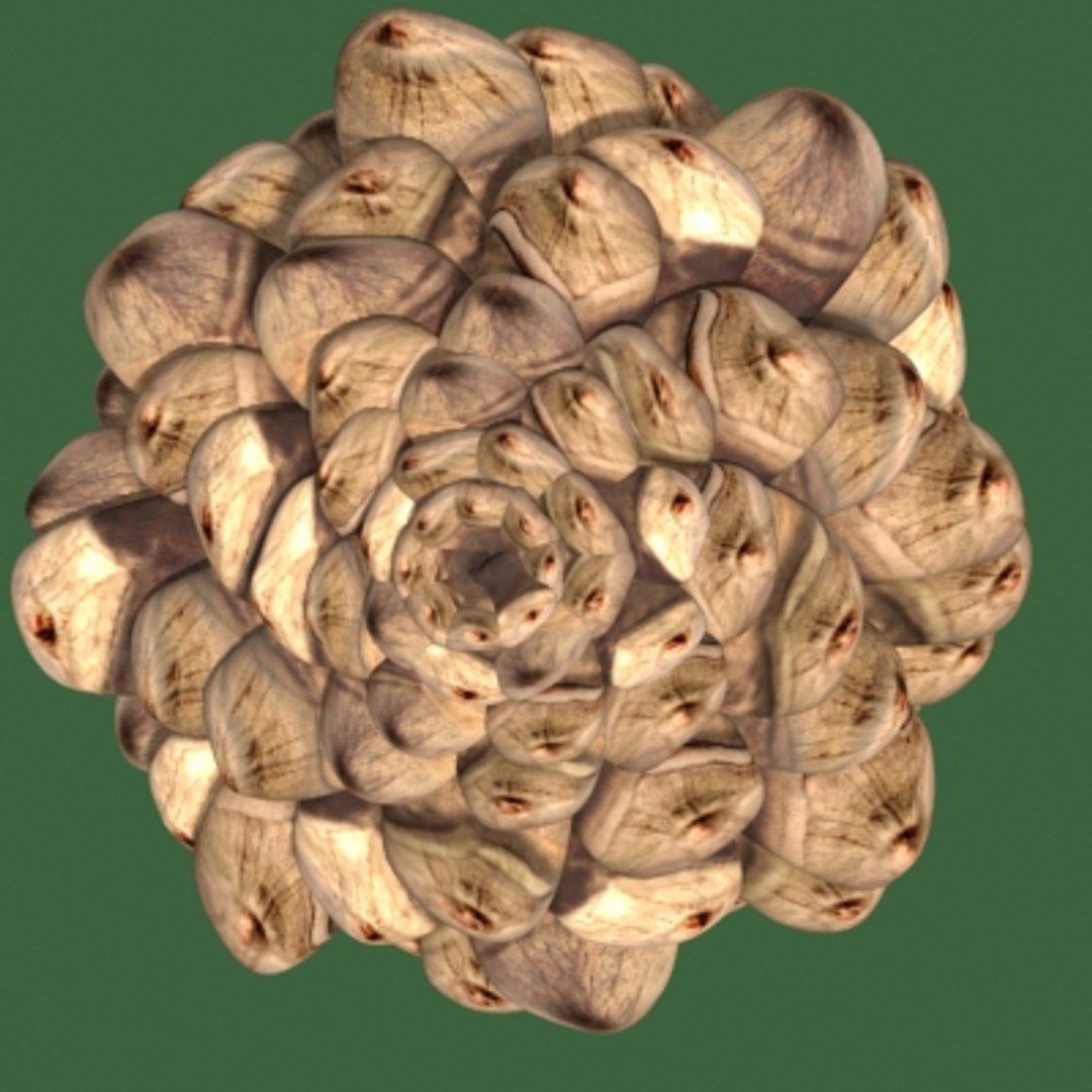 Pine Cone 3d Model