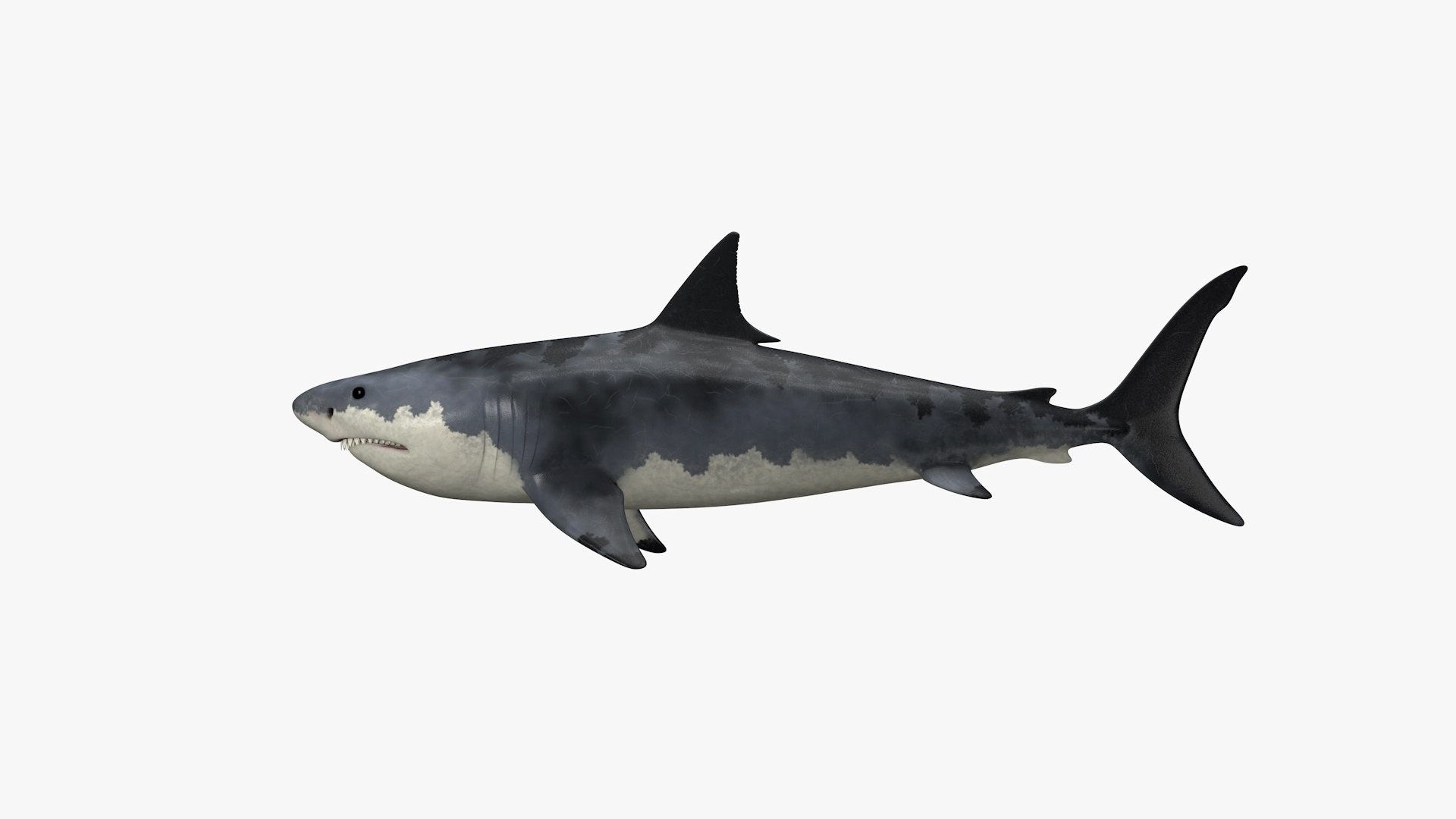 3D Megalodon Dinosaur Model - TurboSquid 2365883
