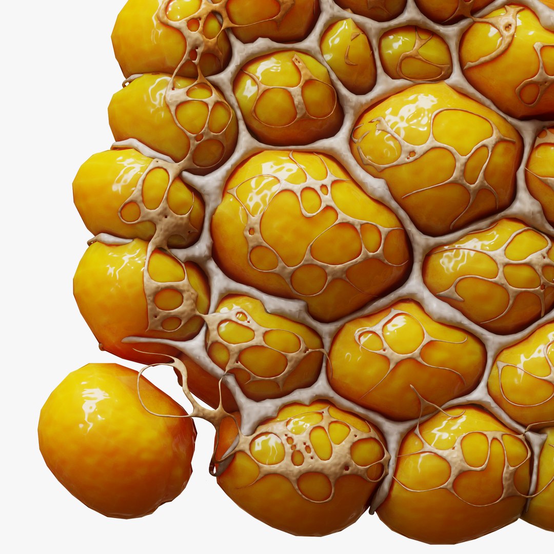 3D Fat Cell Model - TurboSquid 1814021