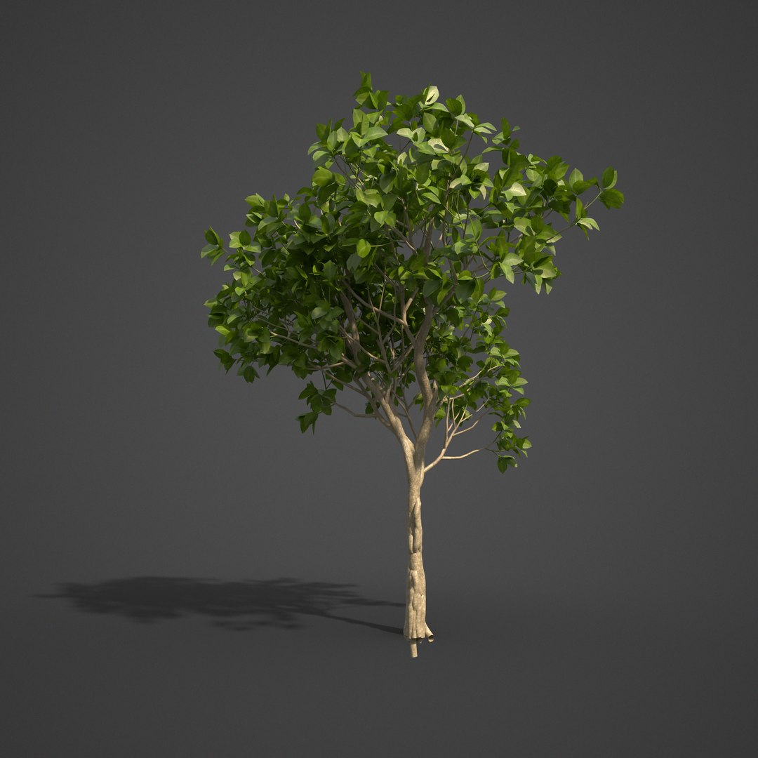 Free Tree Nature 3D Model - TurboSquid 1678366