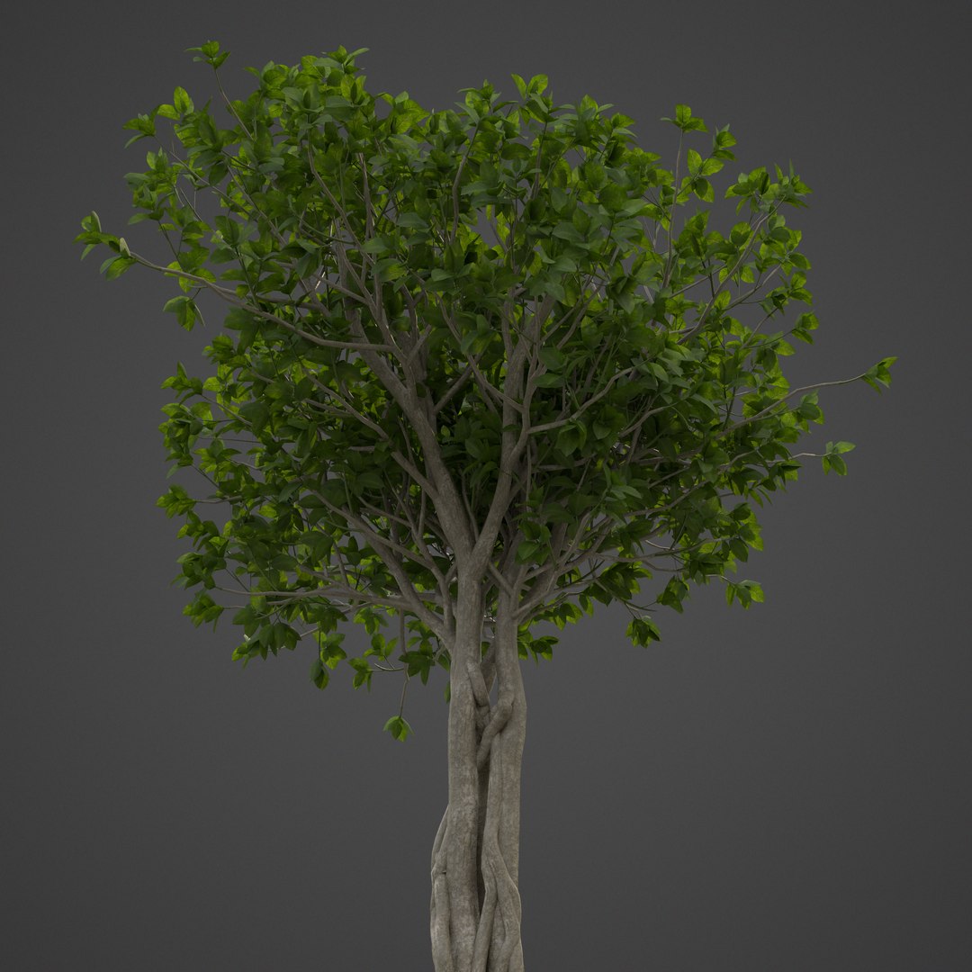 Free Tree Nature 3D Model - TurboSquid 1678366