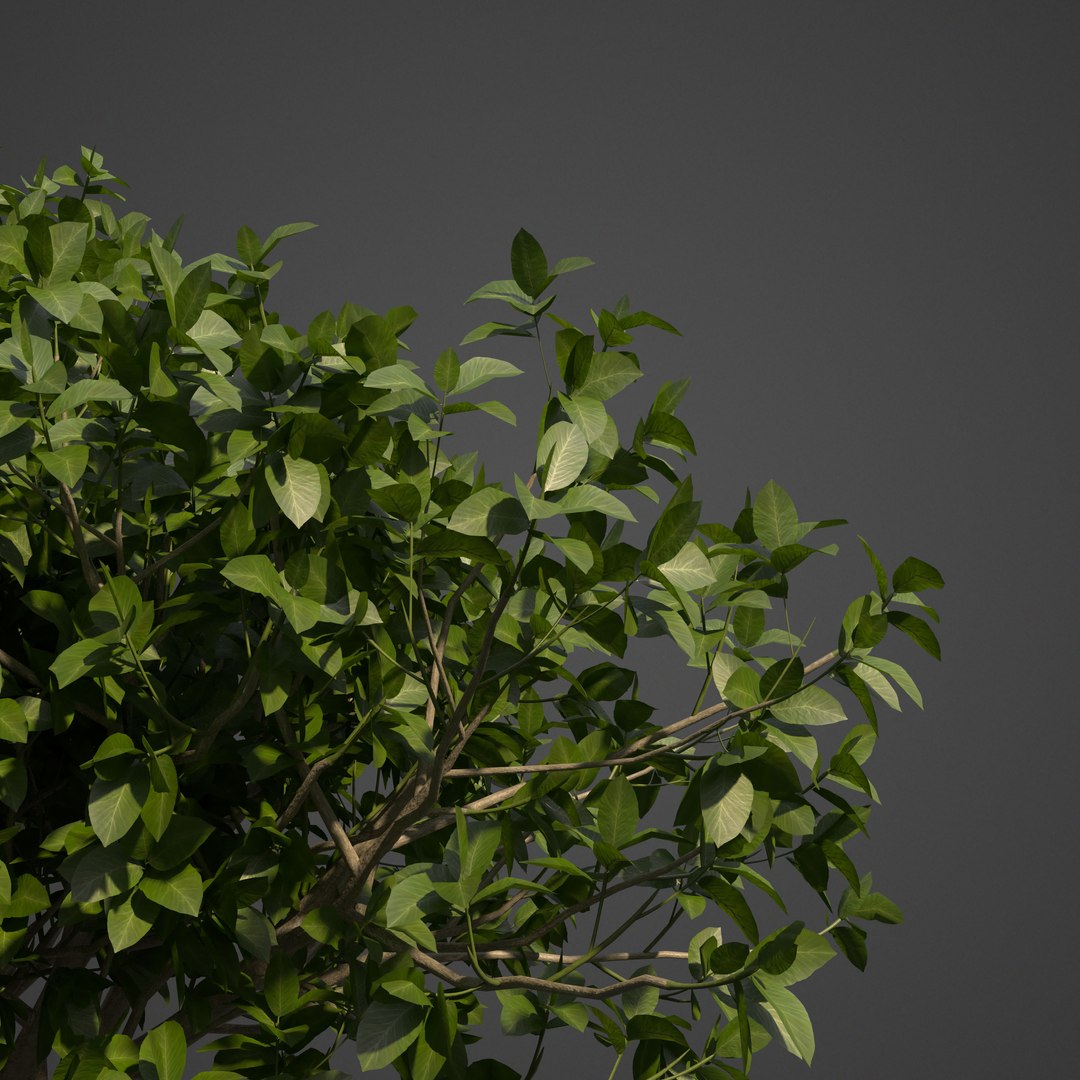 Free Tree Nature 3D Model - TurboSquid 1678366