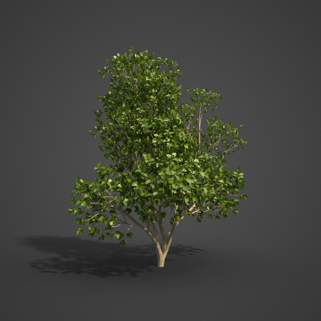 Free Tree Nature 3D Model - TurboSquid 1678366