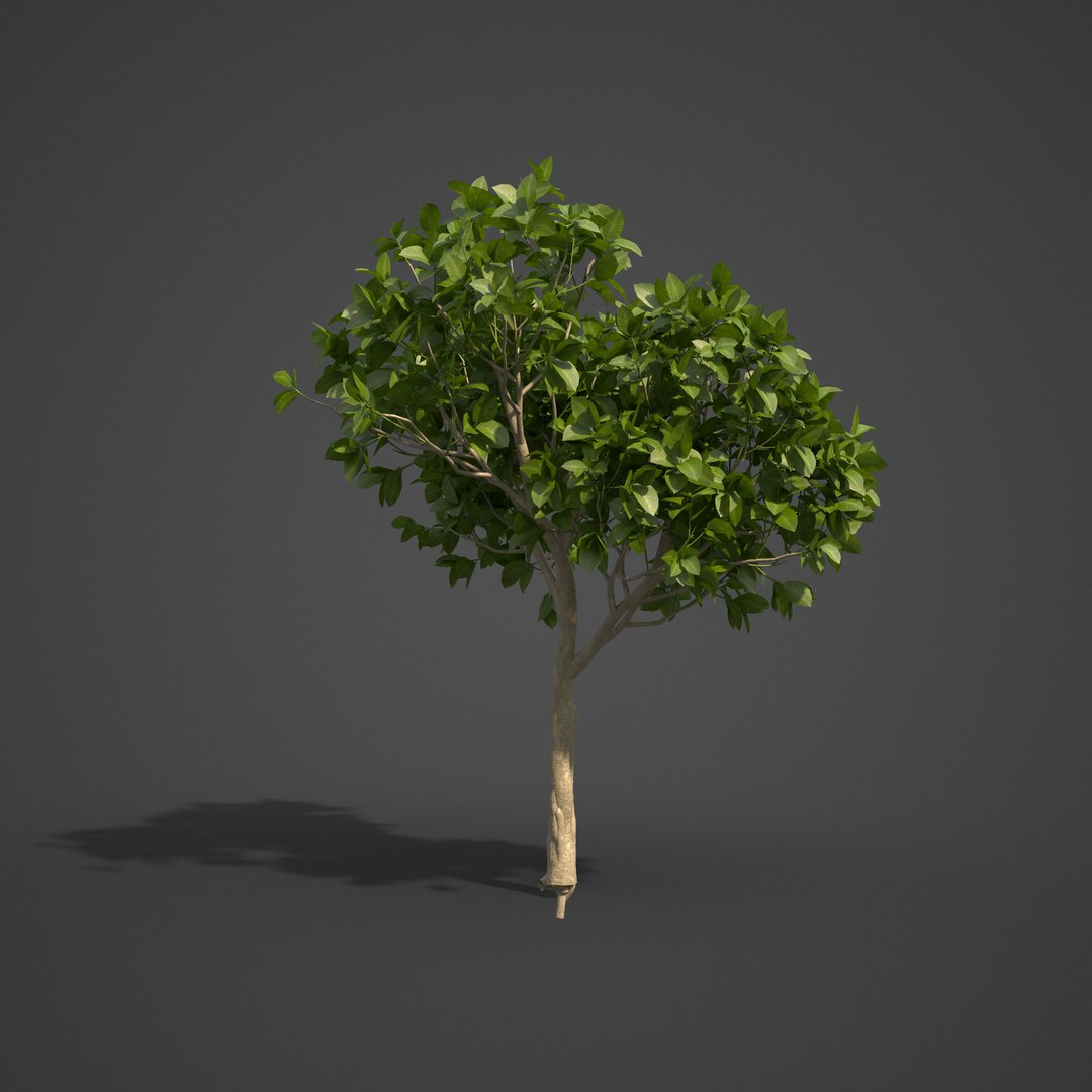 Free Tree Nature 3D Model - TurboSquid 1678366