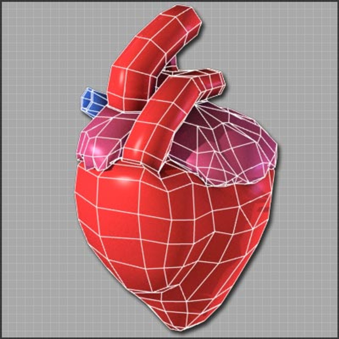 Pig Anatomy Heart 3d Model