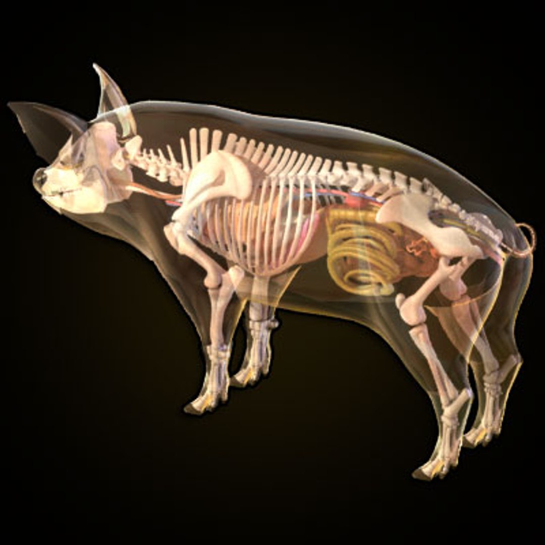 Pig Anatomy Heart 3d Model