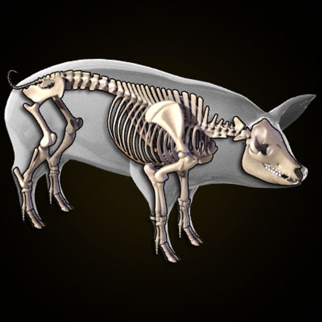 Pig Anatomy Heart 3d Model