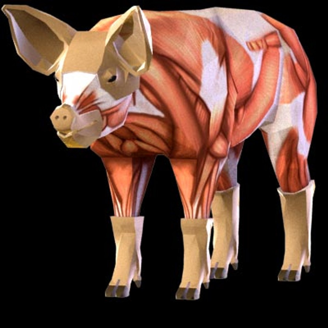 Pig Anatomy Heart 3d Model