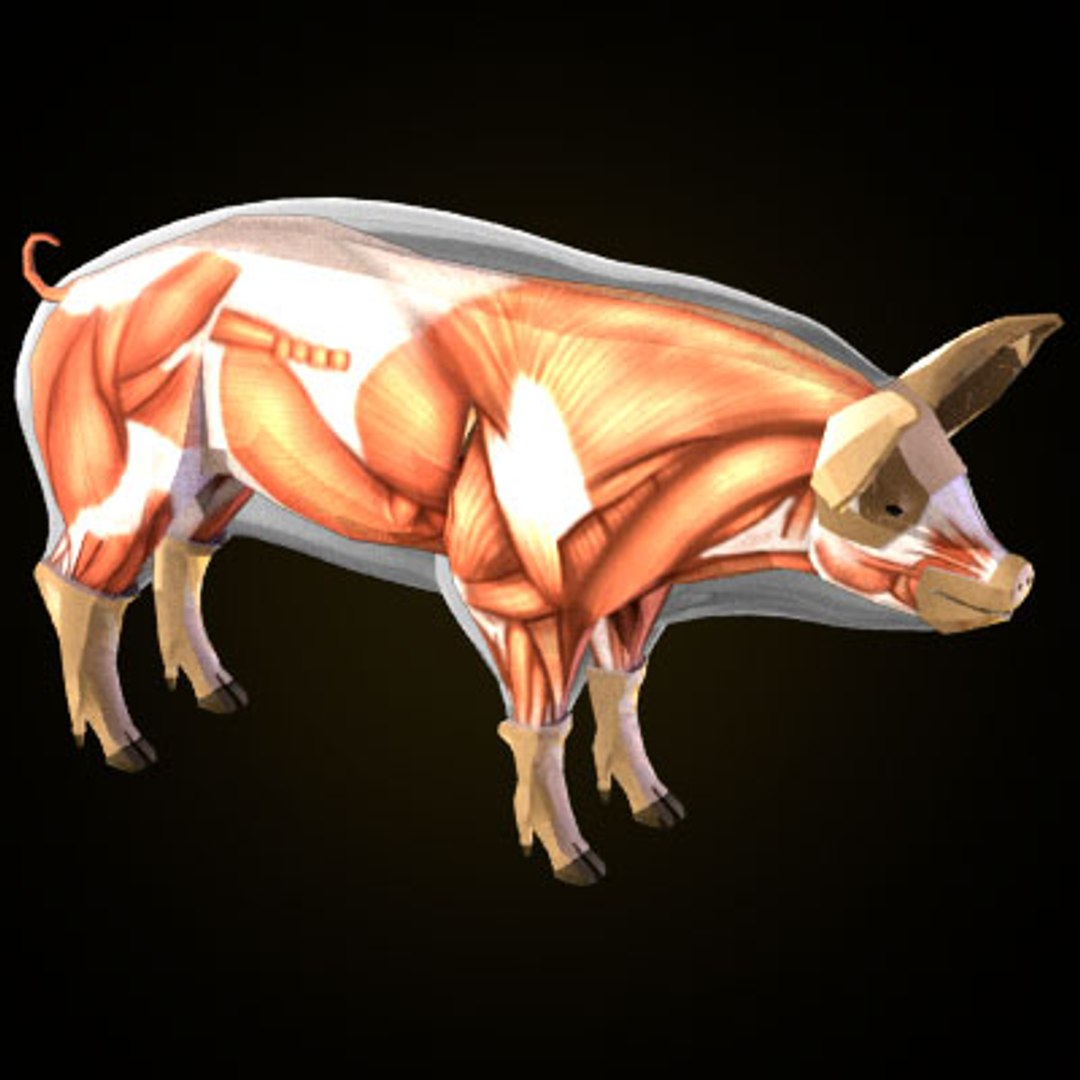 Pig Anatomy Heart 3d Model