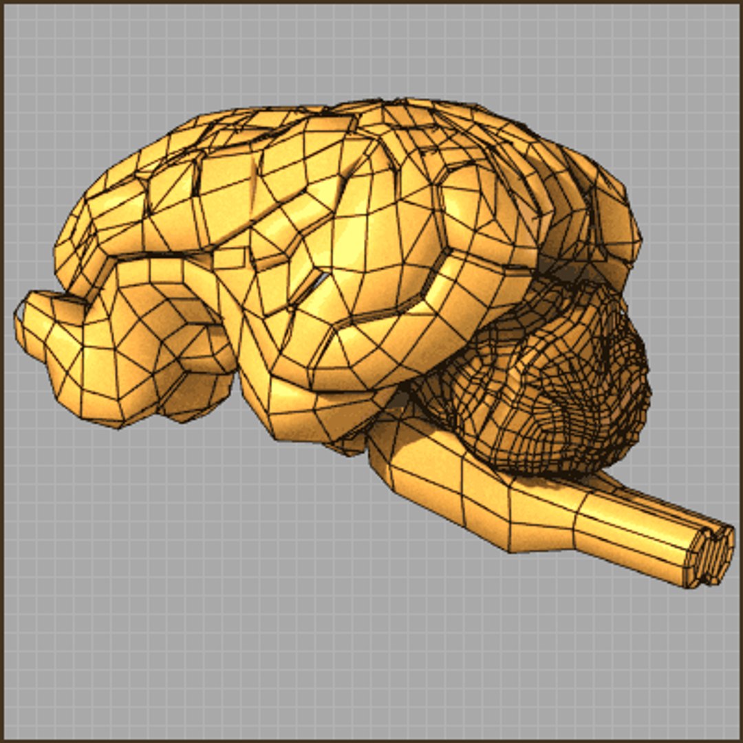 Pig Anatomy Heart 3d Model