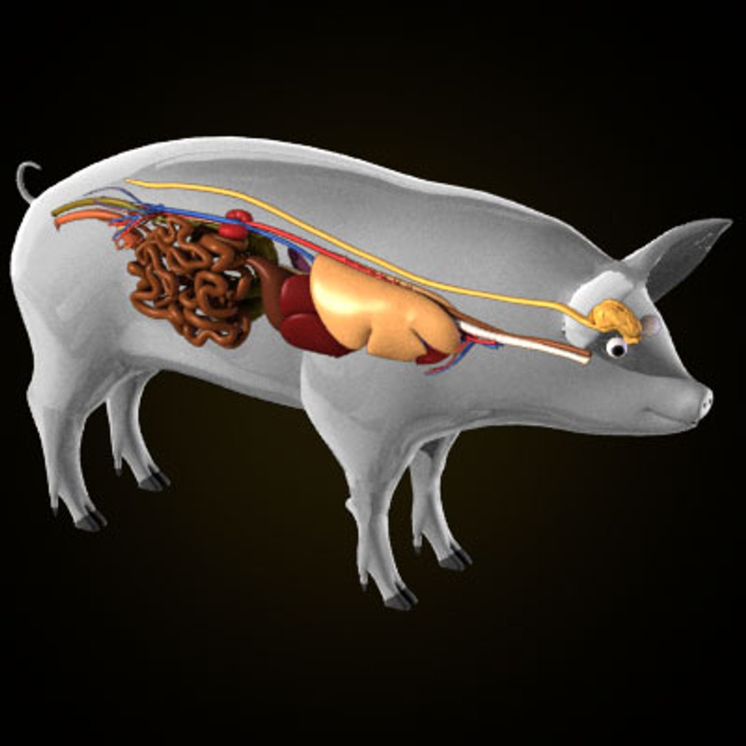 Pig Anatomy Heart 3d Model