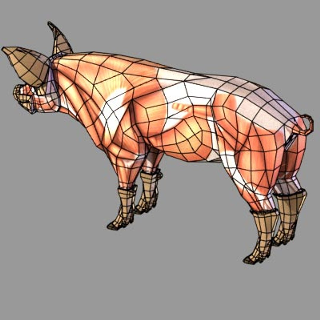 Pig Anatomy Heart 3d Model