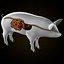 Pig Anatomy Heart 3d Model