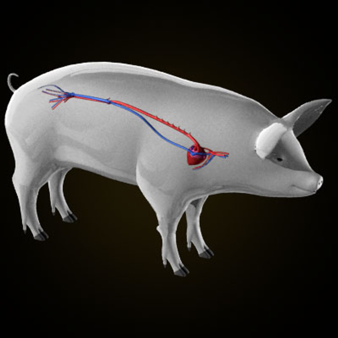 Pig Anatomy Heart 3d Model